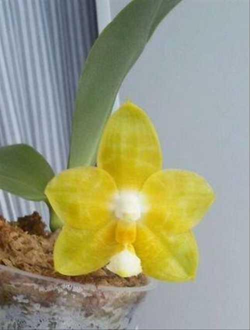 Орхидея фаленопсис.Азия
