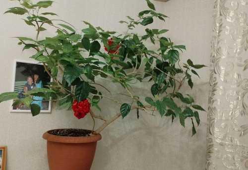 Гибискус китайский (Hibiscus rosa- sinensis)