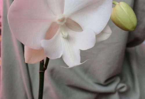 Орхидея белый Биг-лип