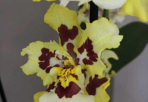 Орхидея ароматная Камбрия