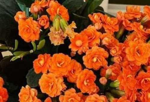 Каланхоэ цветущий оранжевый