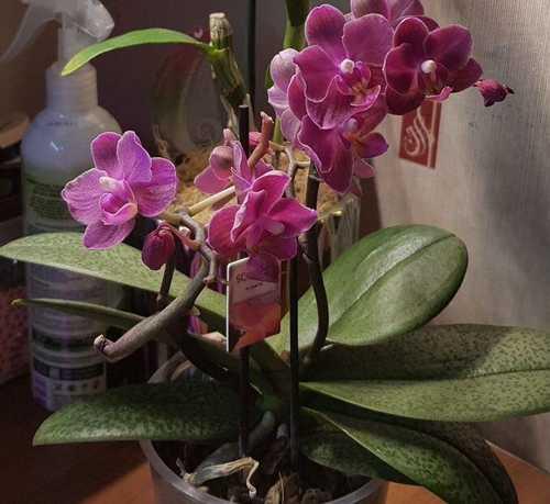Орхидея Diffusion Парфюмерная фабрика