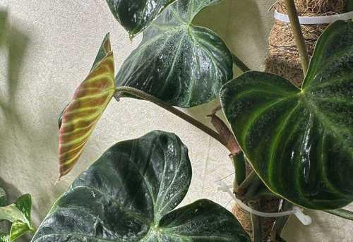 Ароидные коллекционные комнатные растения