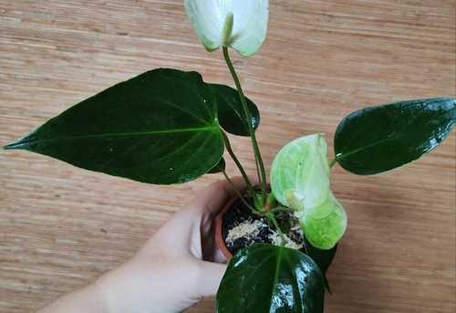 Anthurium 'Elido'(Антуриум "Элидо") Мужское счасть