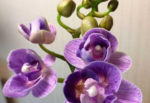 Орхидея фаленопсис бабочка Violet Queen
