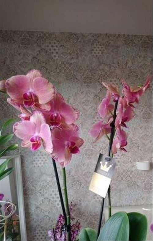 Орхидея фаленопсис Европа цветущие