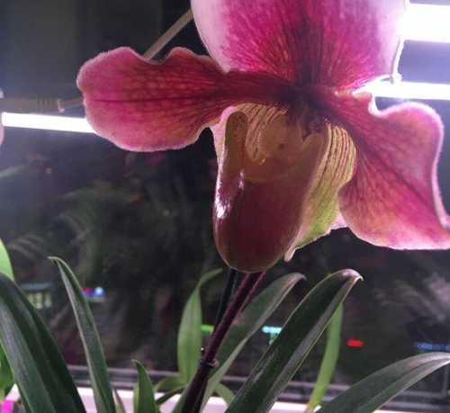 Орхидея пафиопедилум (Paphiopedilum) Башмачок