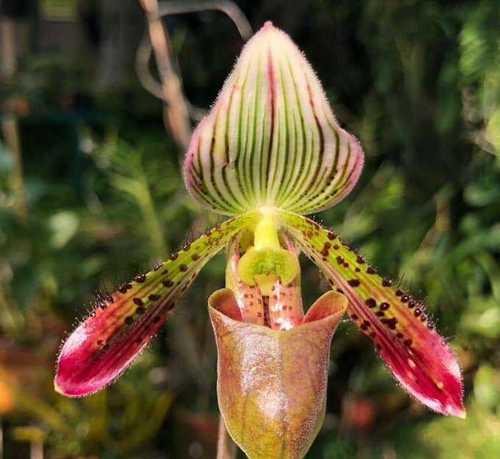 Орхидея. Пафиопедилум. Paphiopedilum agusii