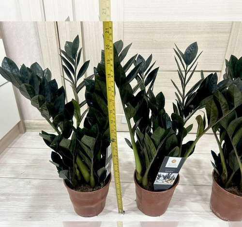 Замиокулькас Равен (Zamioculcas Raven)