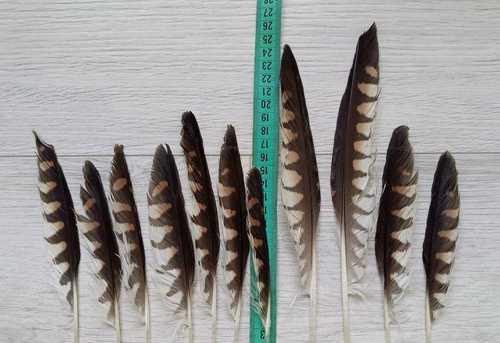 Натуральные перья пустельги 11 шт