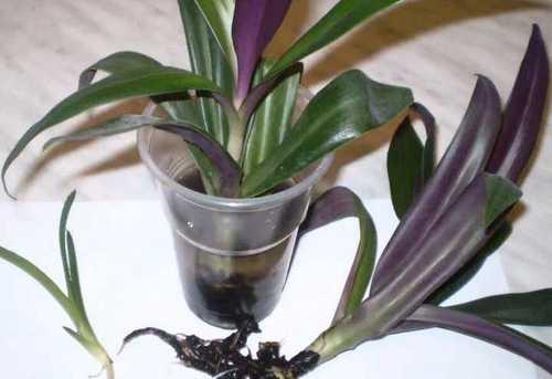 Рео (традесканция) комнатное растение