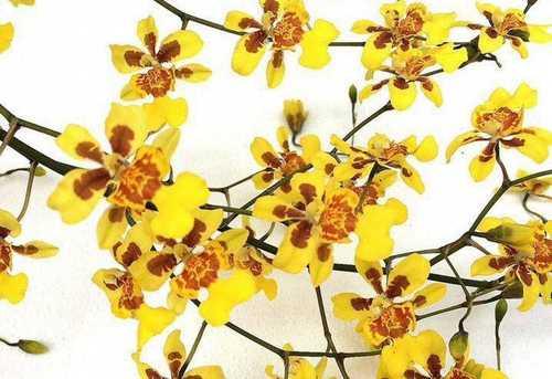 Орхидея онцидиум Oncidium Suzy