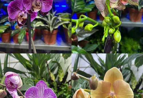 Орхидея фаленопсис большой выбор