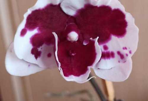 Орхидея фаленопсис Чёрная бабочка