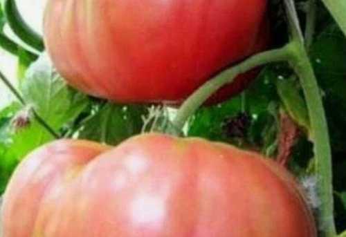 Семена томатов Розовый Гигант