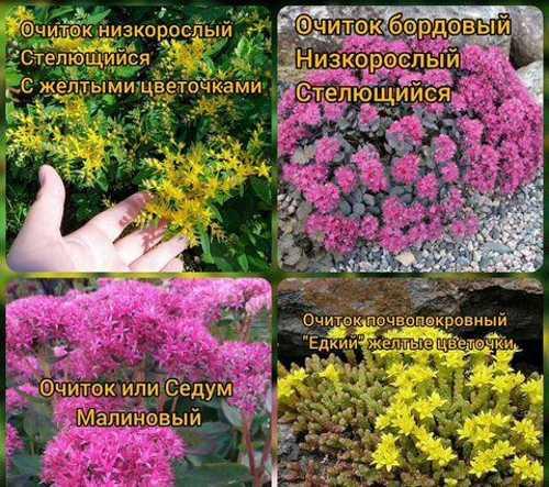 Очиток или седум 4 вида многолетние цветы