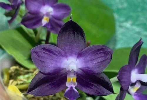 MCL63 Phal. Mituo Purple Dragon ‘ blue whale ‘
