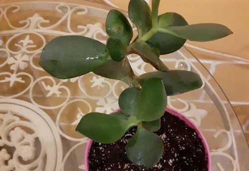 Денежное дерево Толстянка Crassula