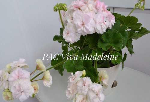 Сортовая пеларгония PAC Viva Madeleine