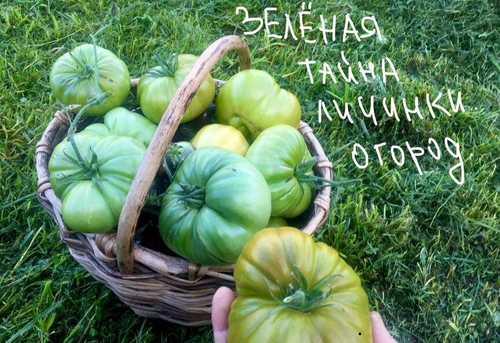 Семена зелёных томатов. Рассада