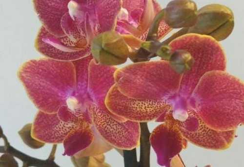 Орхидея фаленопсис Сого Супер