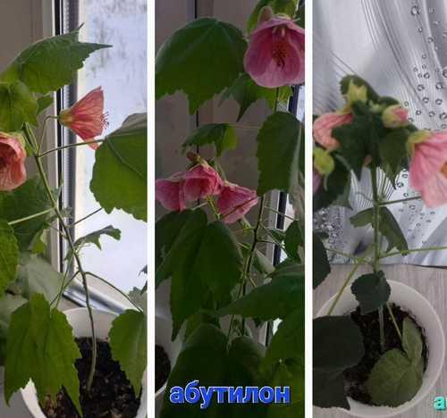 Клен комнатный абутилон