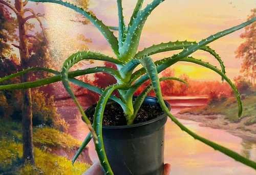 Алоэ древовидное (Aloe arborescens) или Столетник