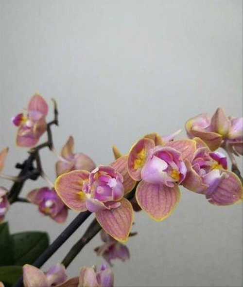 Орхидея парфюмерная фабрика пелор Dasty Belle