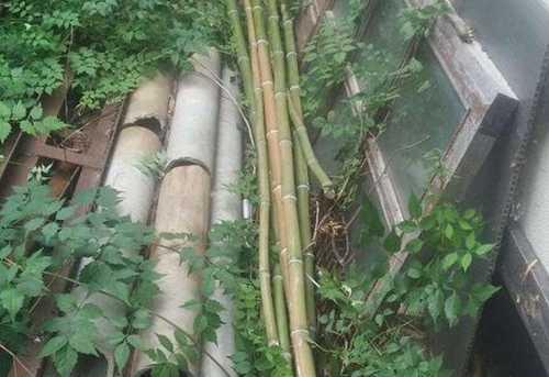 Стебли бамбука 4-8метра