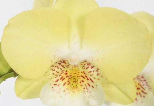 Орхидея Phal. Younghome Walle ароматный размер 2.5