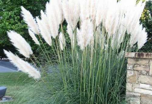Белая пампасная трава семена
