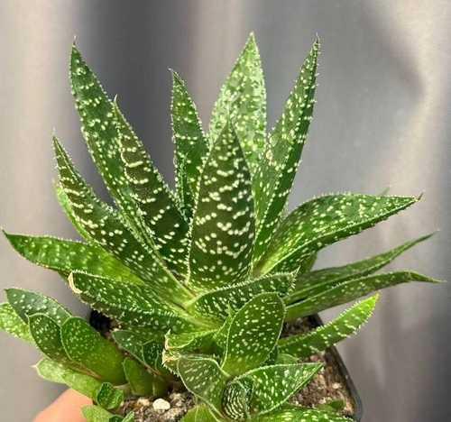 Гибрид GasterAloe (Gastrolea)