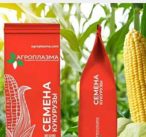 Семена кукурузы от производителя