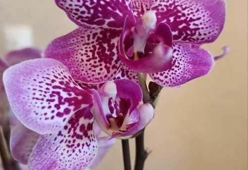 Орхидея фаленопсис Павлин