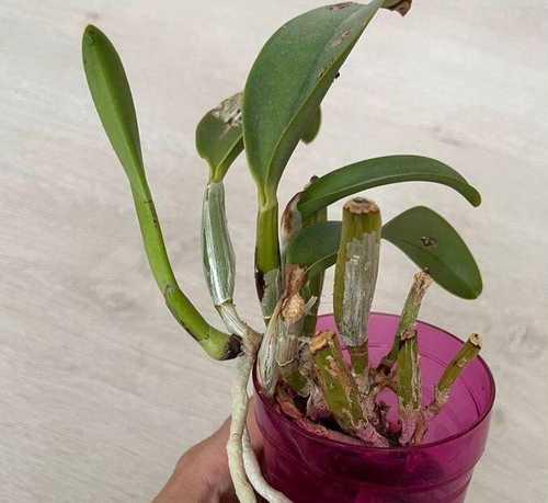 Орхидея каттлея (Cattleya)