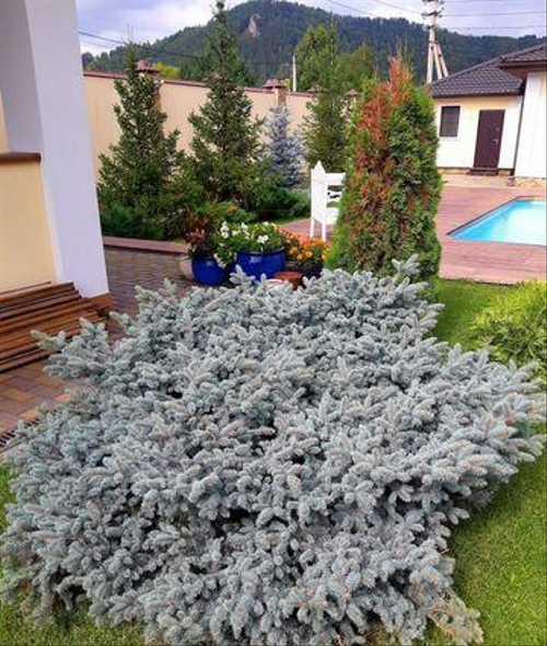 Ель глаука Глобоза/ Picea pungens Glauca Globosa