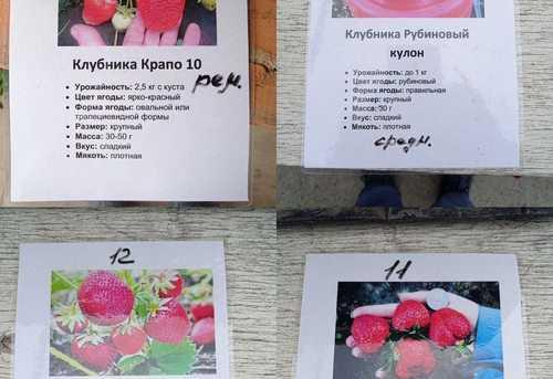 Клубника