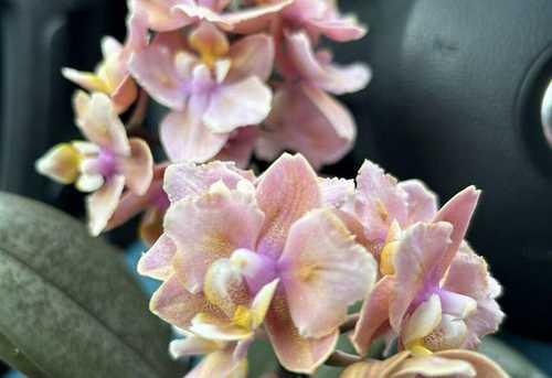 Орхидея фаленопсис бабочка парфюмерная фабрика