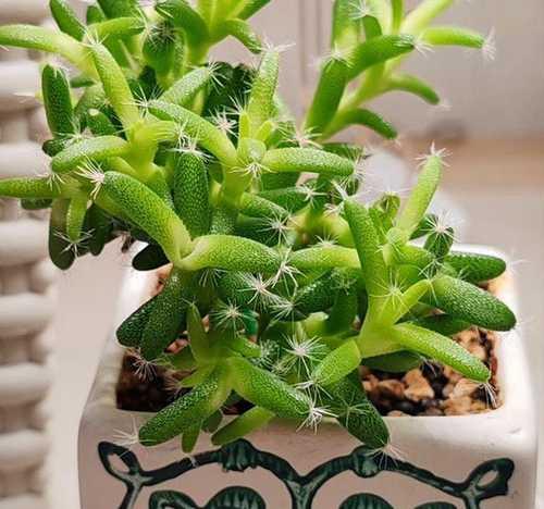 Trichodiadema densum