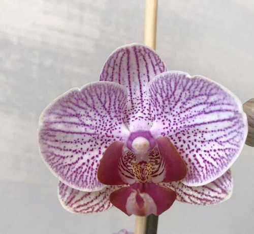 Орхидея Phal. Miki Good Idea Taiwan Leopard