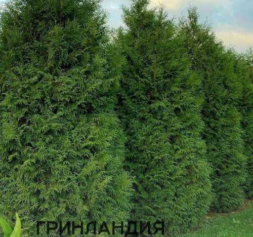 Туя брабант 170 см