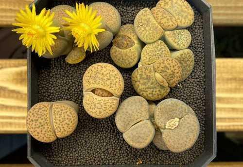 Семена литопсов. Живые камни
