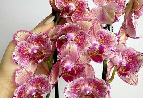 Орхидея фаленопсис пират бабочка