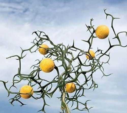 Дикий лимон Понцирус Трифолиата