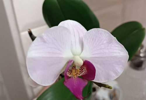 Орхидея/фаленопсис