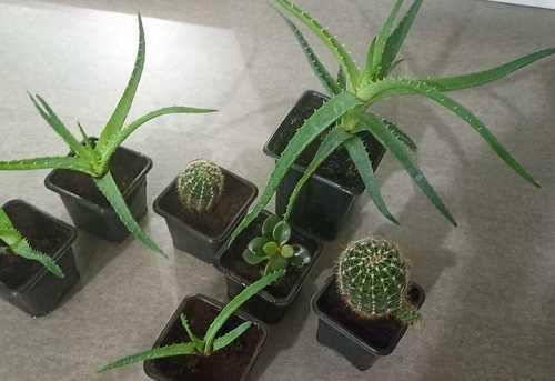 Растения-малыши