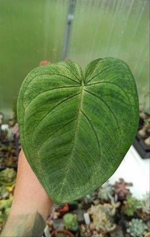 Сингониум фростед харт (syngonium frosted heart)