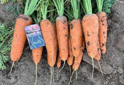 Семена моркови Кордоба, Абако, тангирина, Кардифф
