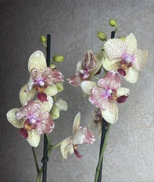 Орхидея фаленопсис Майя бабочка
