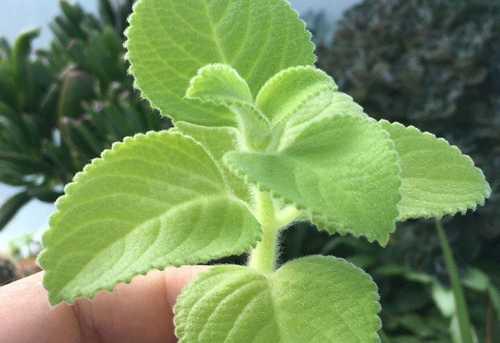 Плектрантус (Plectranthus) или Шпороцветник